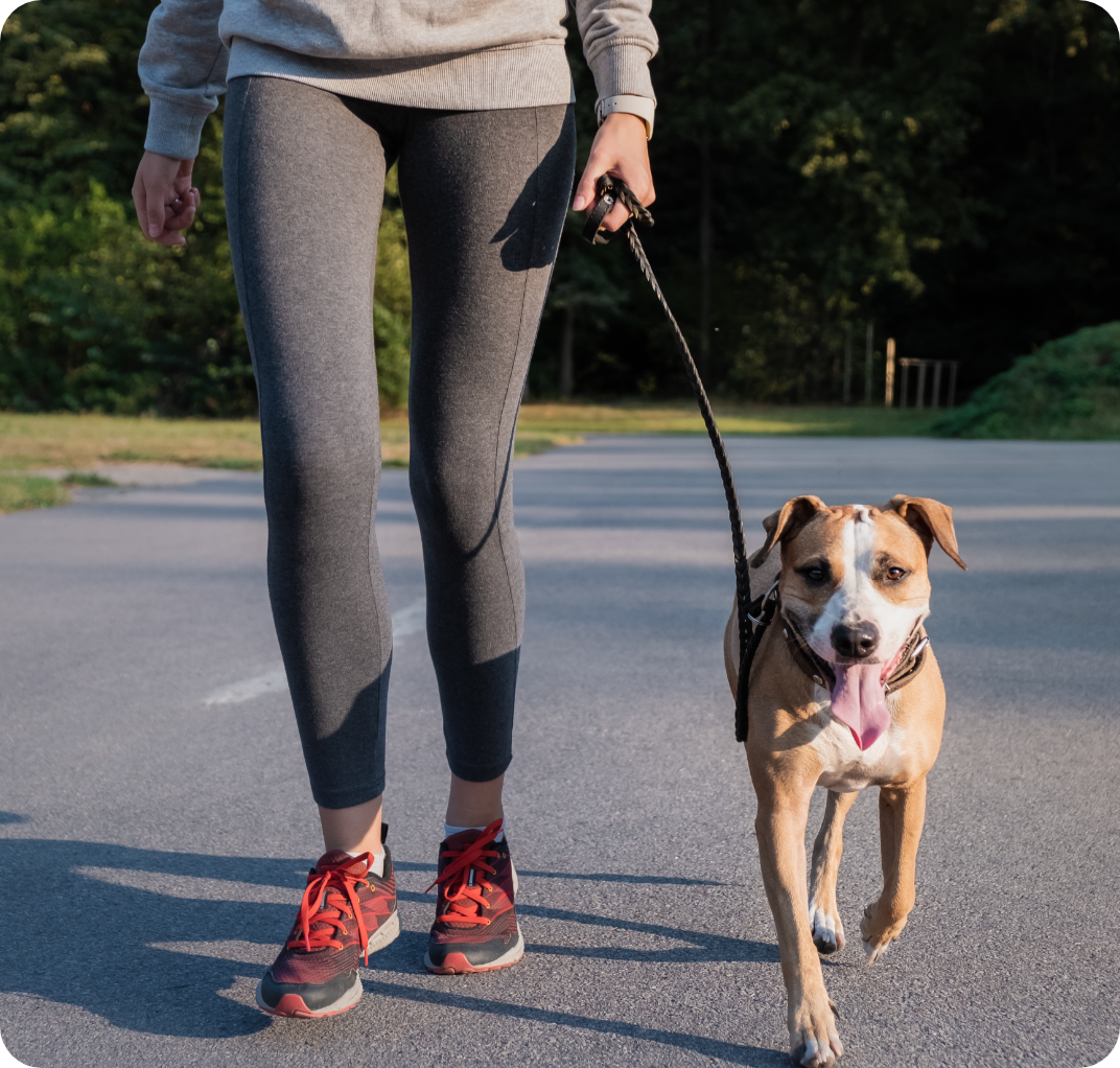 Dog Training Group Classes | School for Dogs NWA