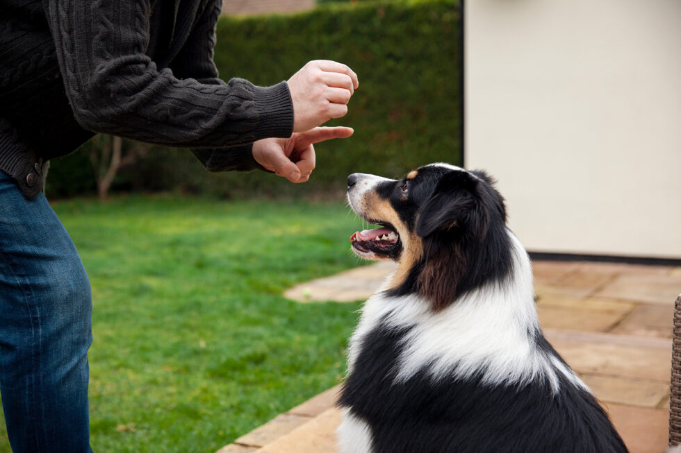 Training with Marker Words: A Helpful Guide for Dog Owners